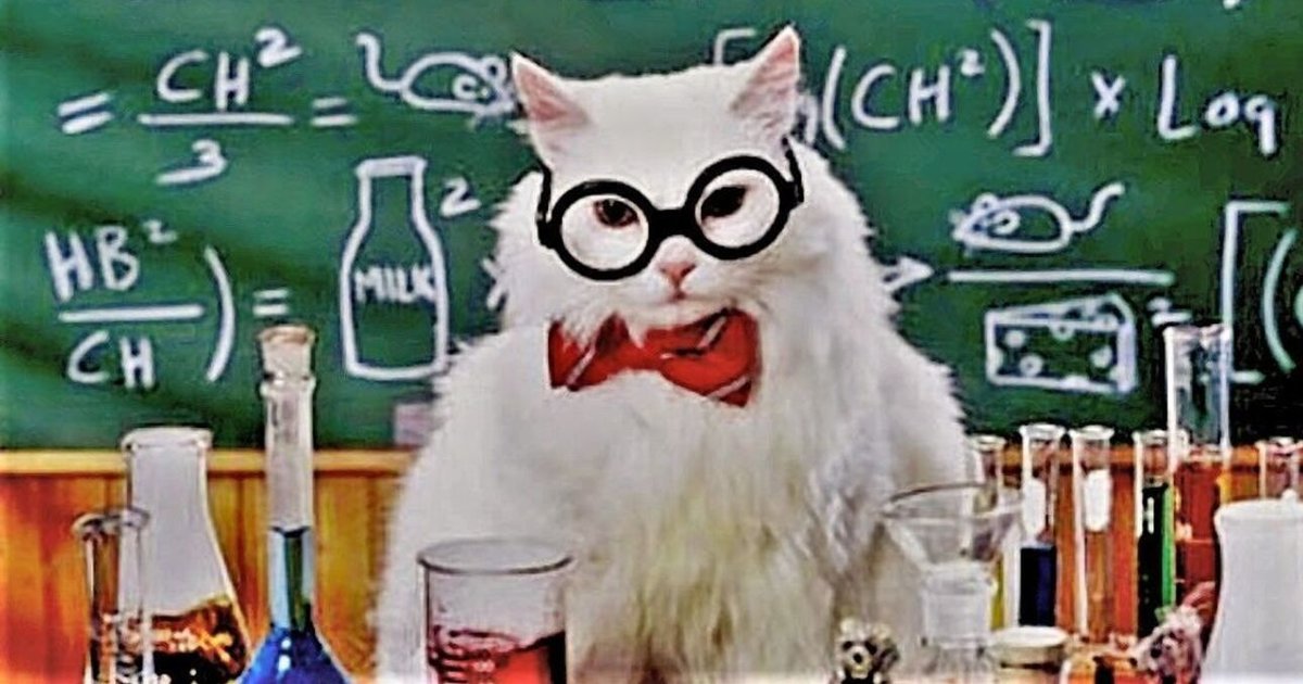 Back to School Cats Quiz