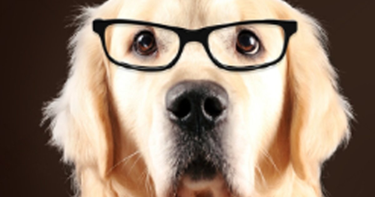 The Ultimate Golden Retriever Quiz - By samhillidge