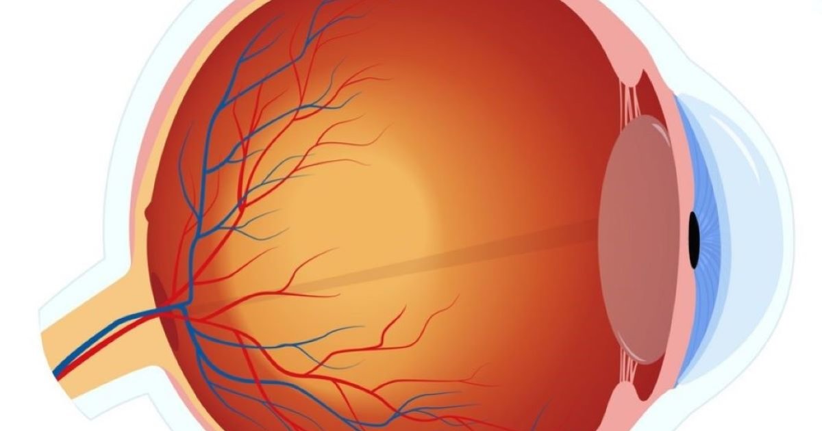 Eye anatomy Quiz - By maximusmaxipad