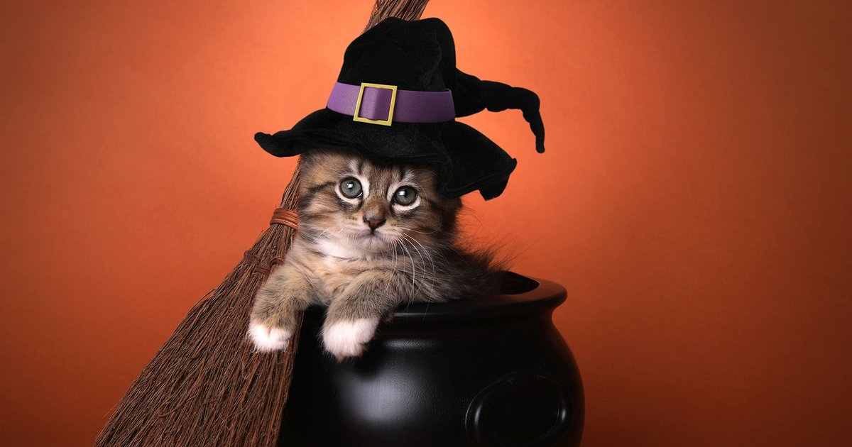 Calendar Cats: October Quiz