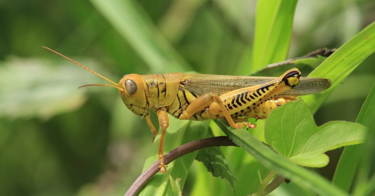 Find the Grasshopper Vehicles Quiz - By alvir28