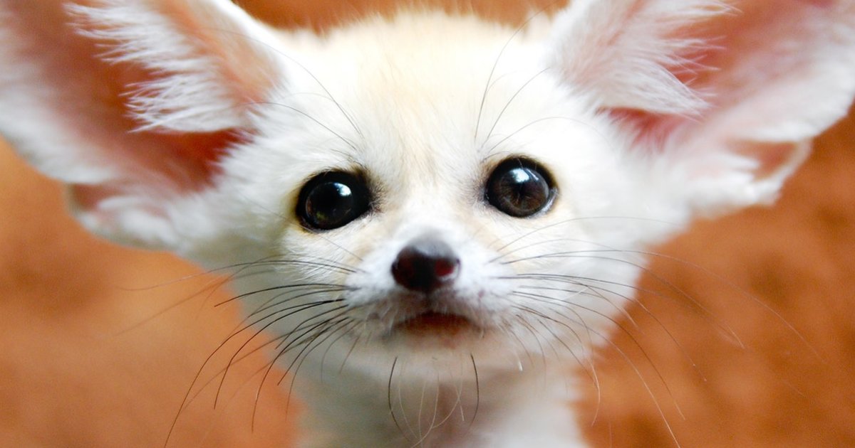 Animals in Unusual Environments Quiz - By christensen75