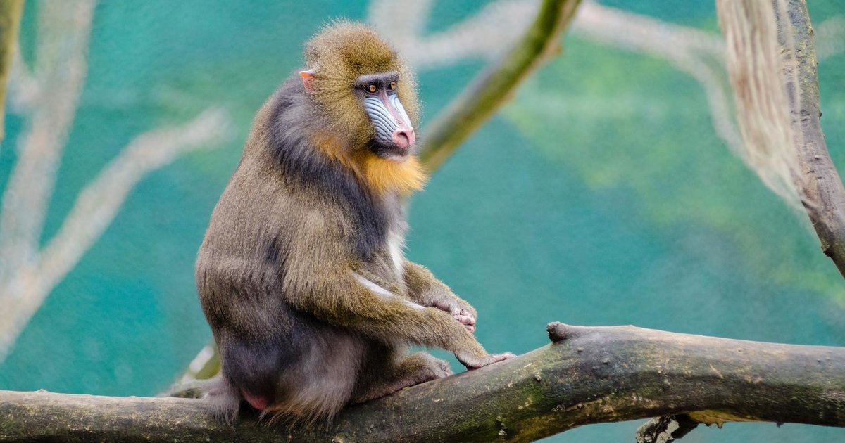 Click the Mandrill Countries Quiz - By nickandhayleyfra