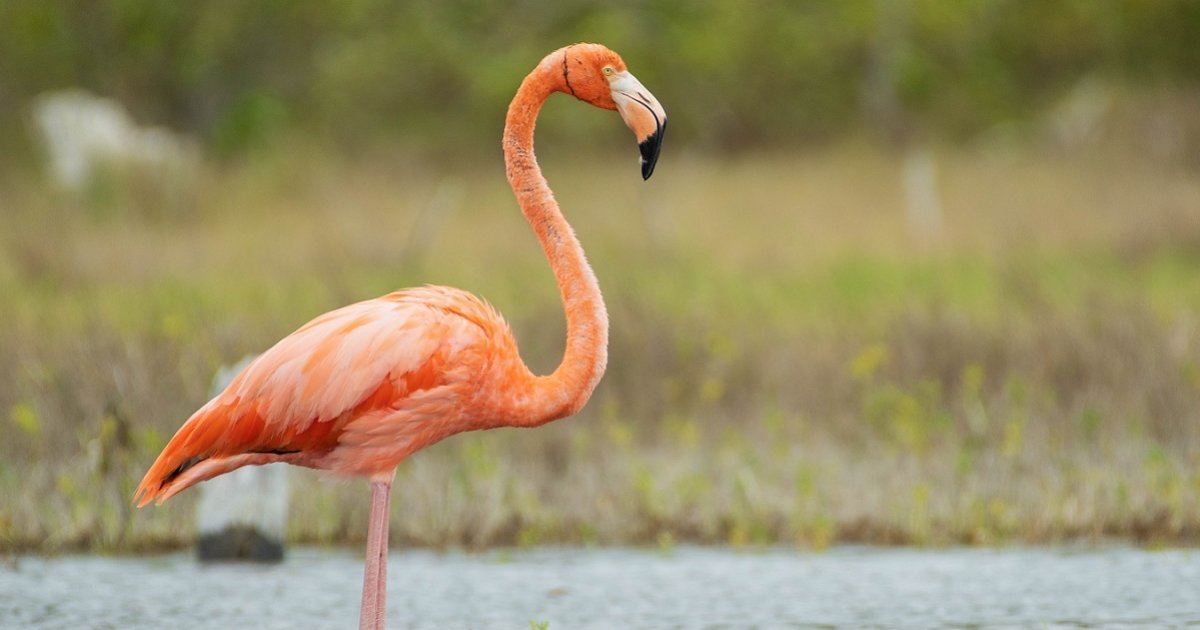 Click the American flamingo states Quiz - By HugoNL2800