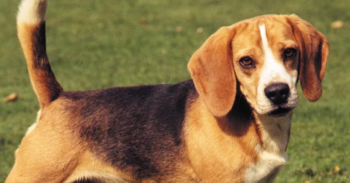 Cipher Solver: Animals Quiz - By blairjaxon