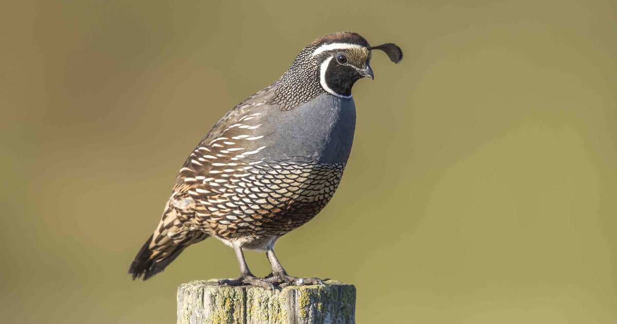 Click the California quail states Quiz - By HugoNL2800