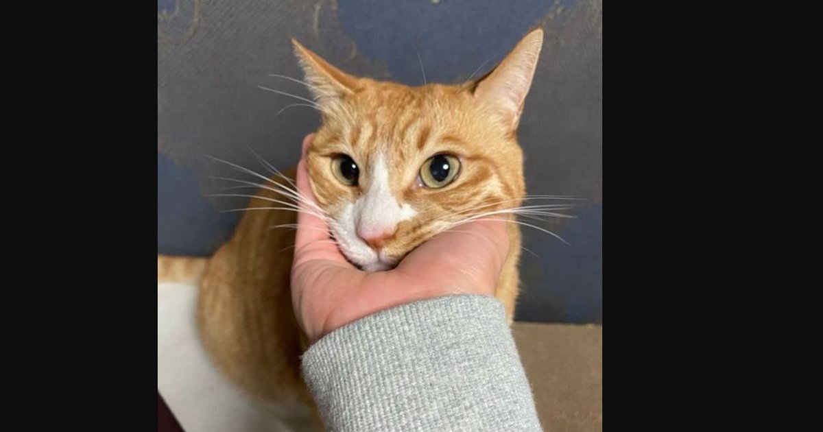 Pets of kpop idols Quiz - By saraJIN