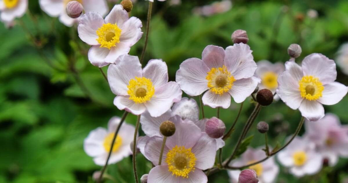 Gramograms by Definition Quiz - By kongikun30