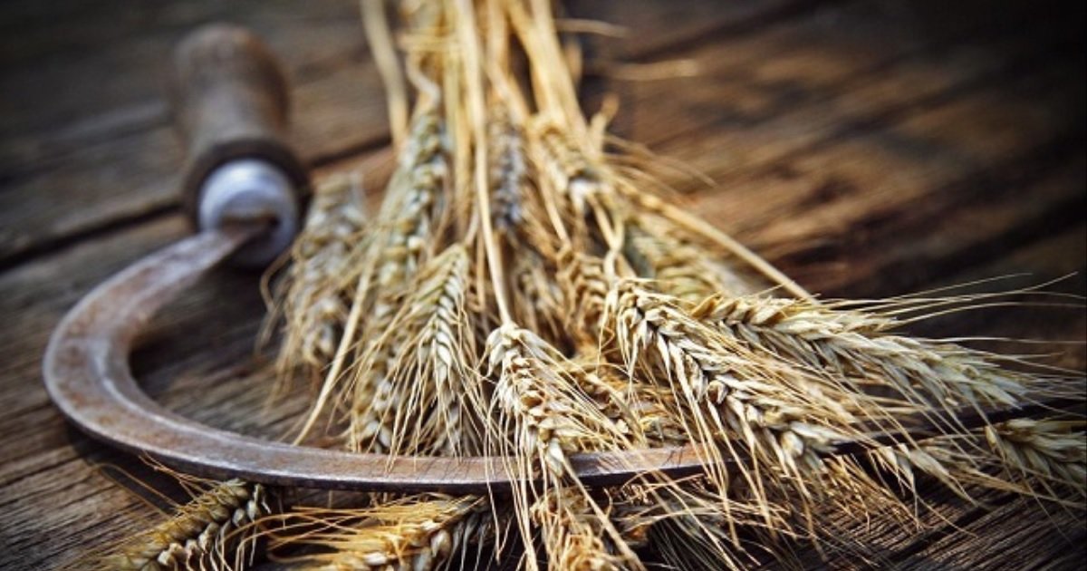 Find the Sickle Animals Quiz - By alvir28