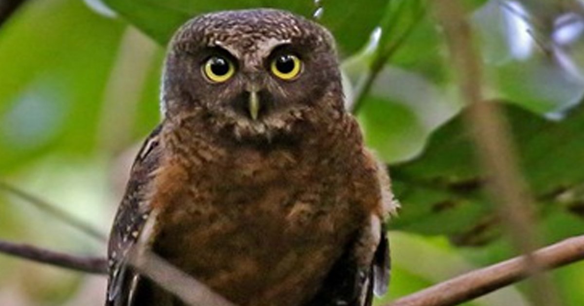 Find the 'CH' Animals Quiz - By DragMoogle