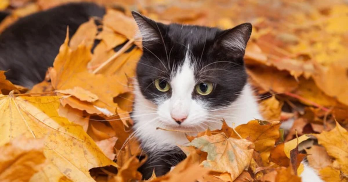 Calendar Cats: November Quiz