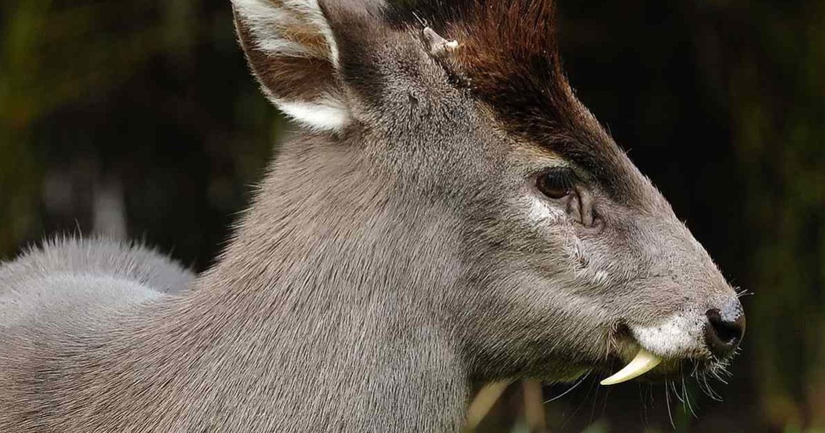 Real or Fake: Animals Quiz - By 882355