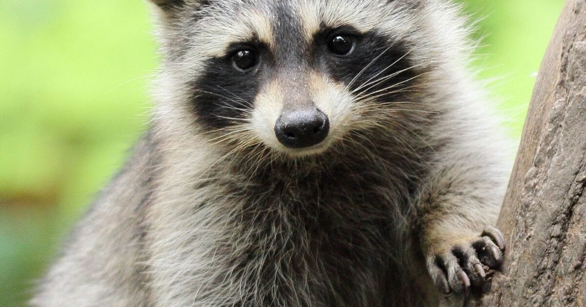 Sly Cooper Characters By Their Animal Species Quiz - By Red_Inferno