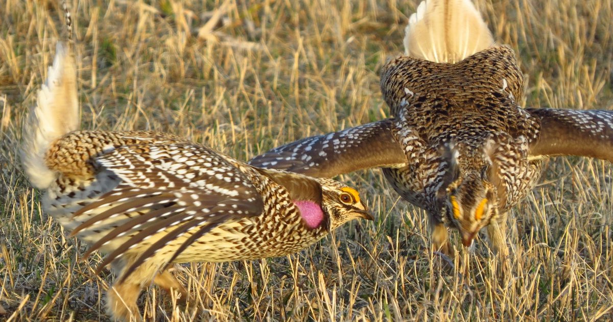 Lakota Birds Quiz - By Thomas_Friedrich