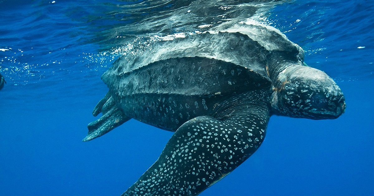 Find the Turtle Animals II Quiz - By alvir28