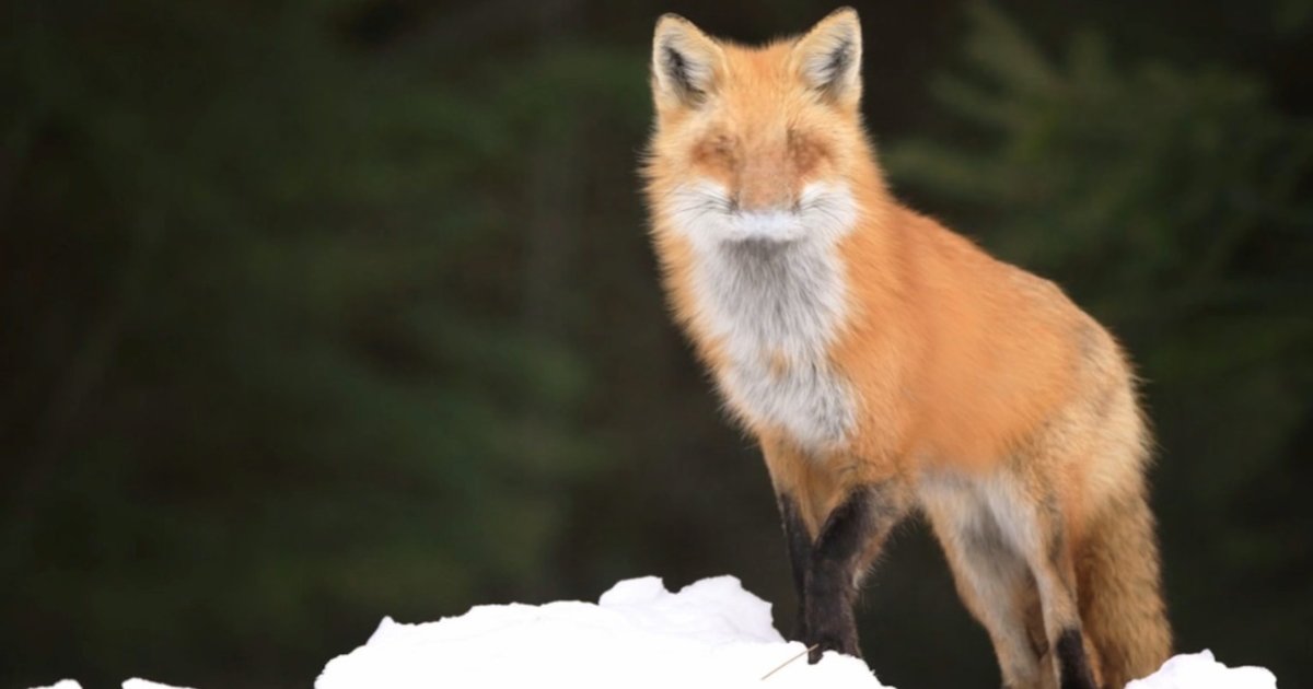 Faceless Animals Quiz - By gamelord2007