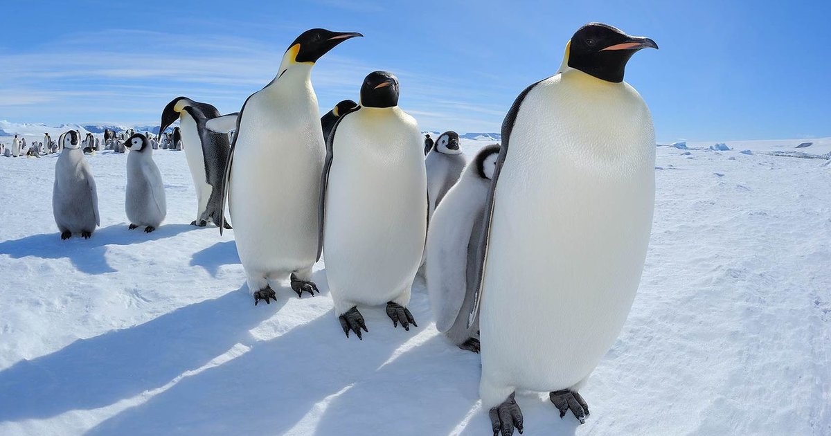 Penguins Quiz - By 2003_LN6