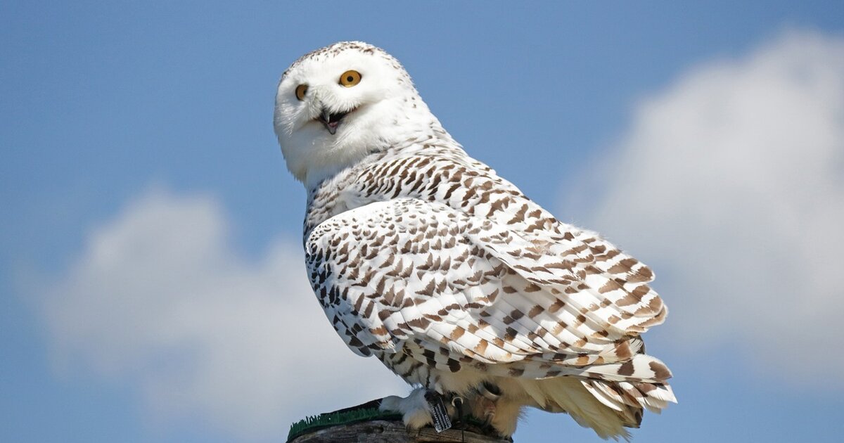 Harry Potter Book 1 Chapters: English & Ukrainian Match Quiz - By levgo