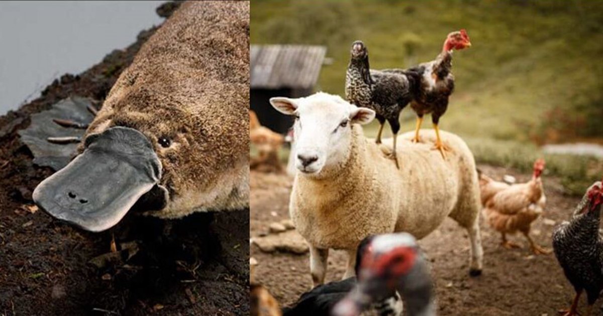 Venn: Animals Quiz - By biggs364