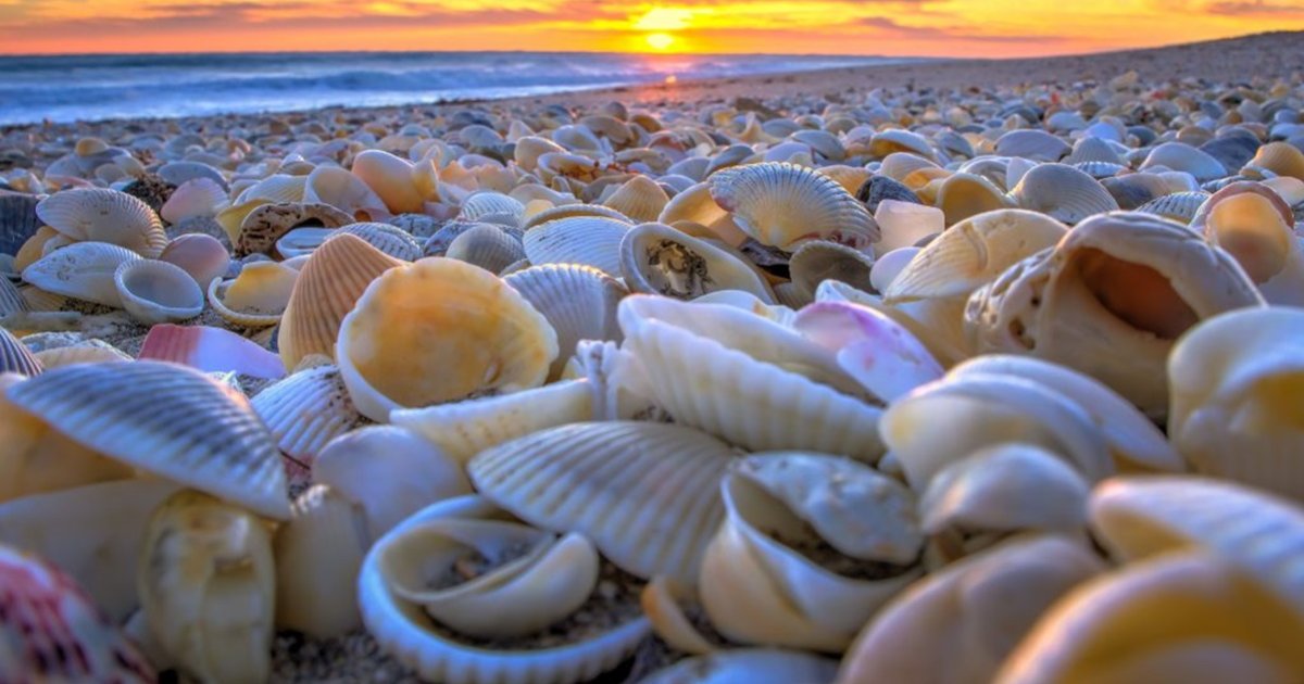 Find the Shell Animals Quiz - By alvir28