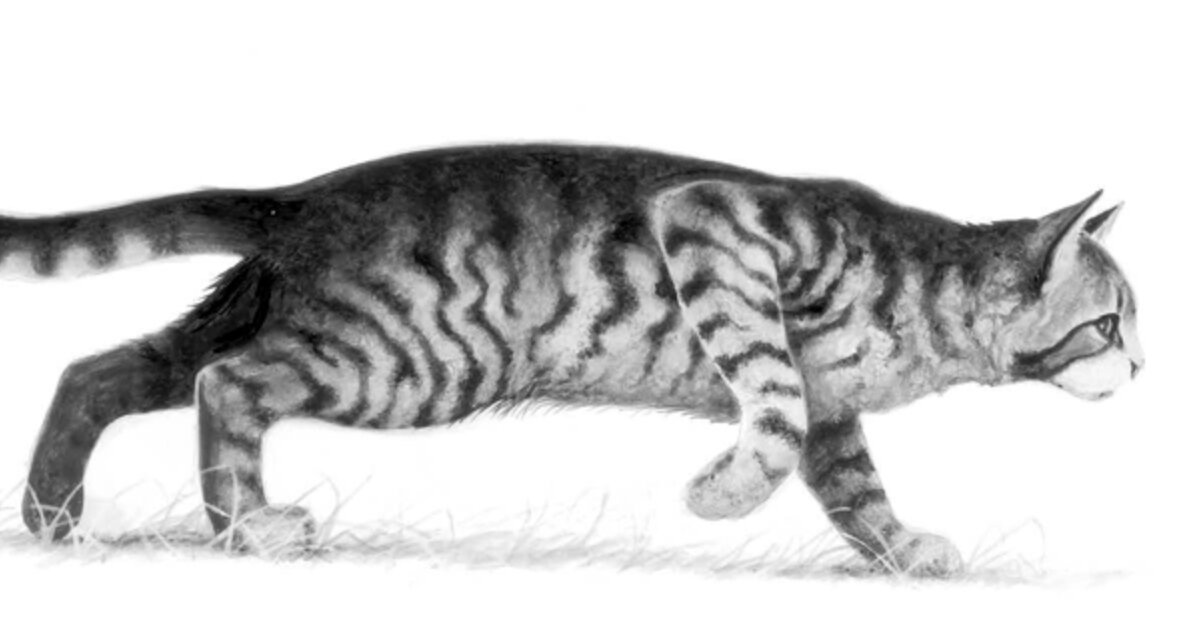 Warrior Cats: Bumblestripe Quiz - By spiderwing21