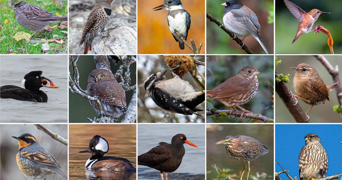 Click the Birds of the Pacific Northwest Quiz - By SonOfAJeffer