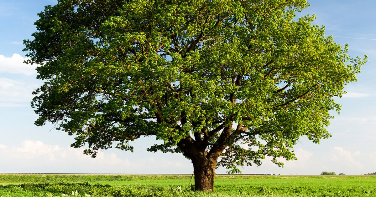 Guess The National Tree Of Different Countries Quiz! - By yessirboy96
