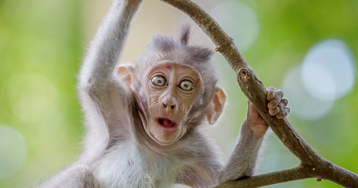 25 Animal Logic Puzzle Quiz - By FREVVV