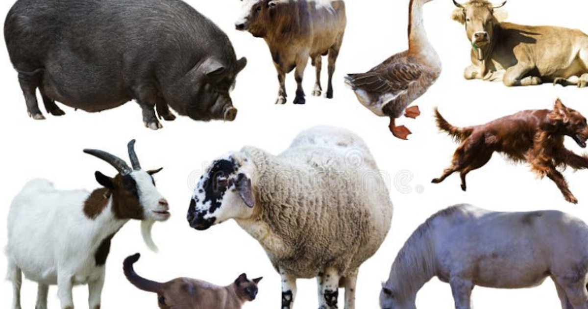 Order Up by 3rd letter; Domesticated Animals Quiz - By Wigbold