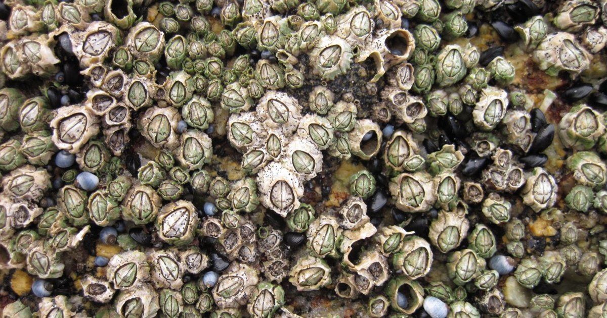 Find the Barnacle Animals Quiz - By alvir28