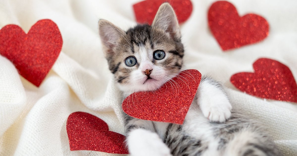 Calendar Cats: February Quiz