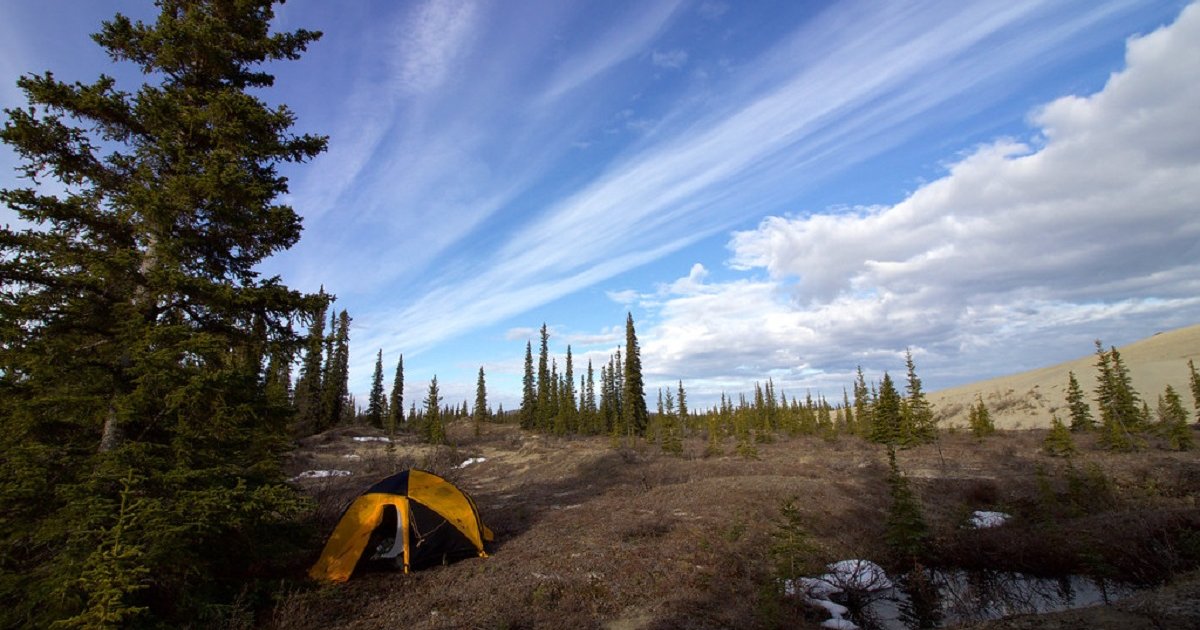 Tents and Trees Logic Puzzle #254 Quiz - By garolo