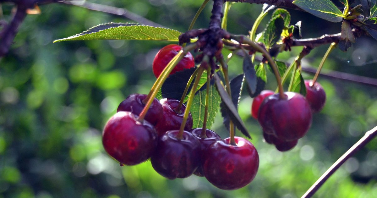 Cherry in 20 Languages Quiz - By punaposkibulbuli