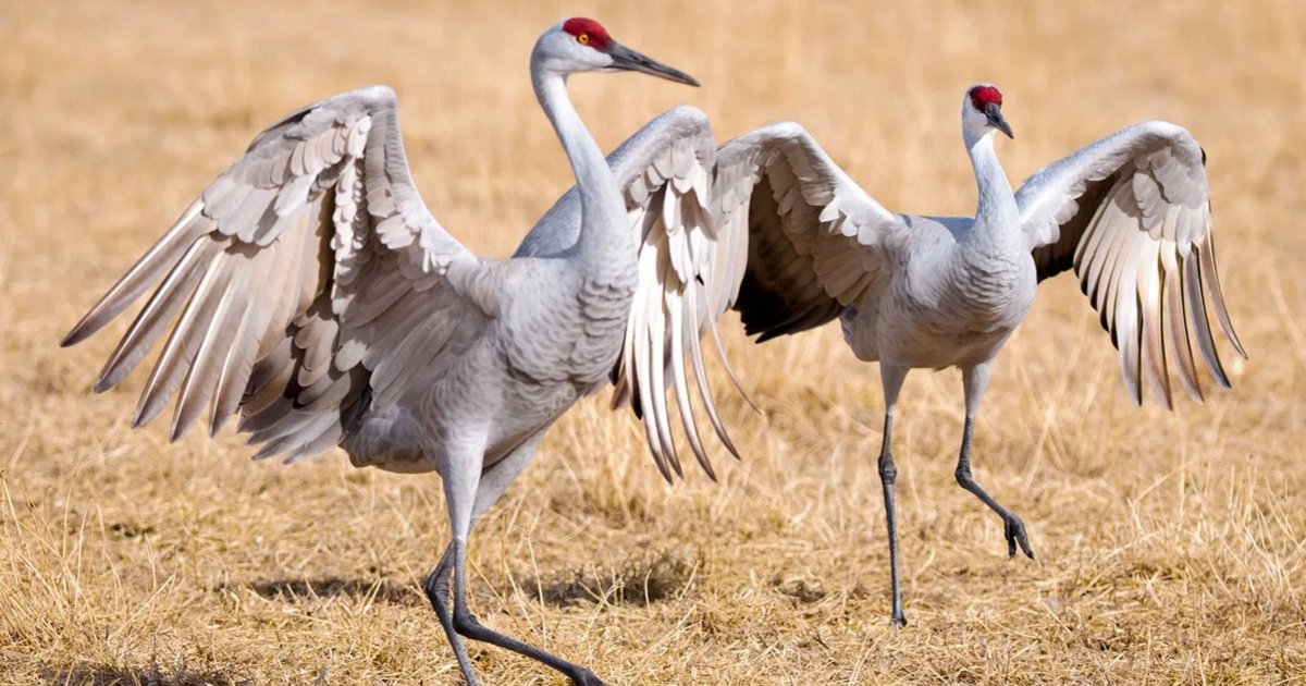 Find the Crane Animals Quiz - By alvir28
