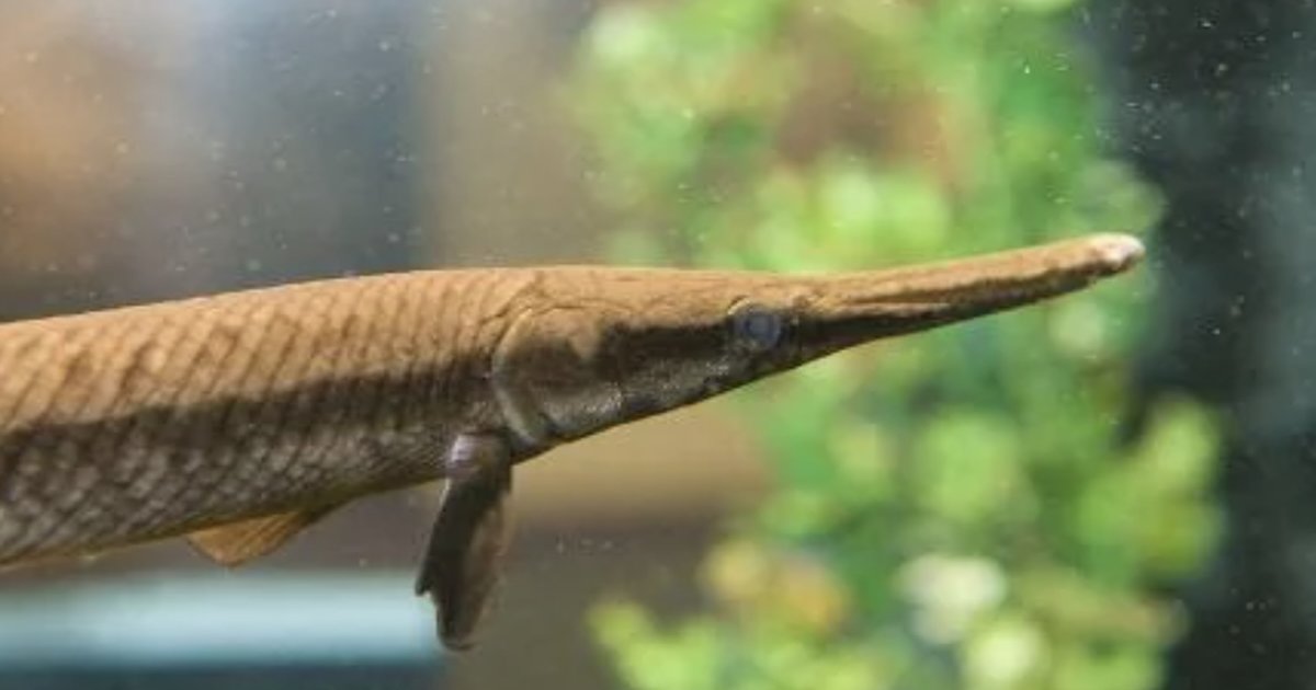 Sunday Crossword: 'GAR' Words Quiz - By pibble