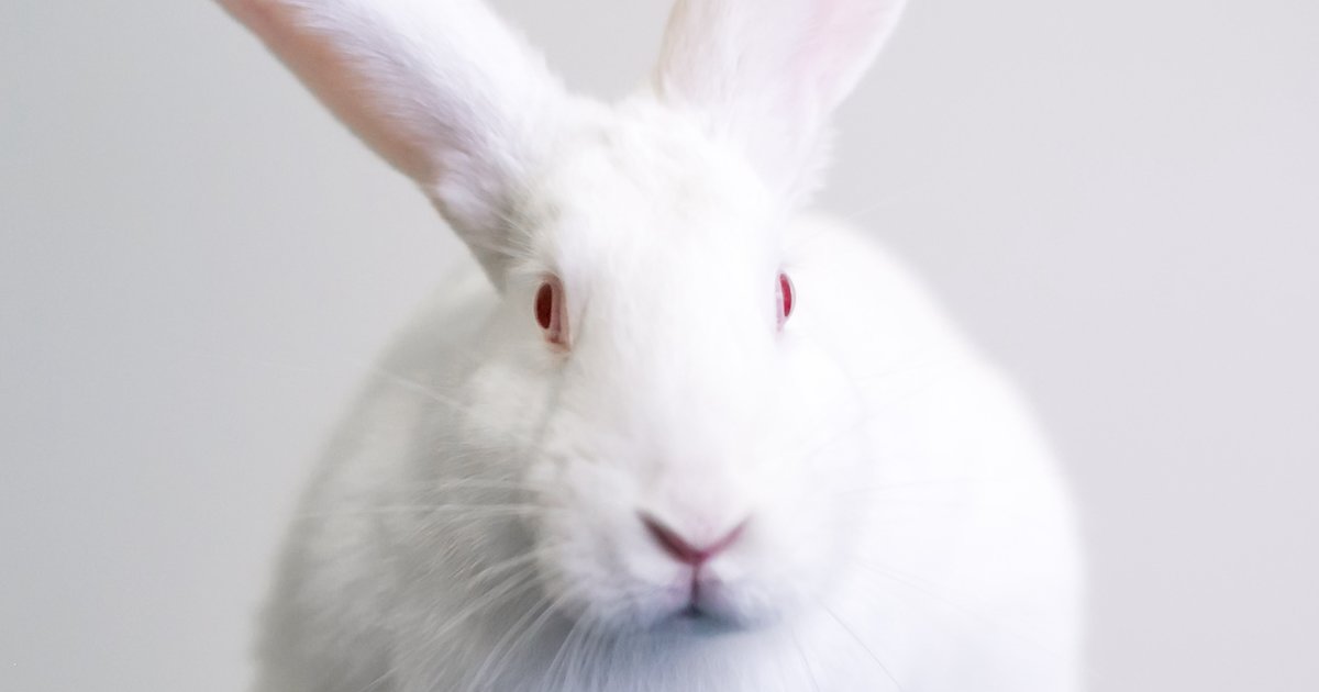 The American Rabbit Quiz - By Sasith_Risindu-7