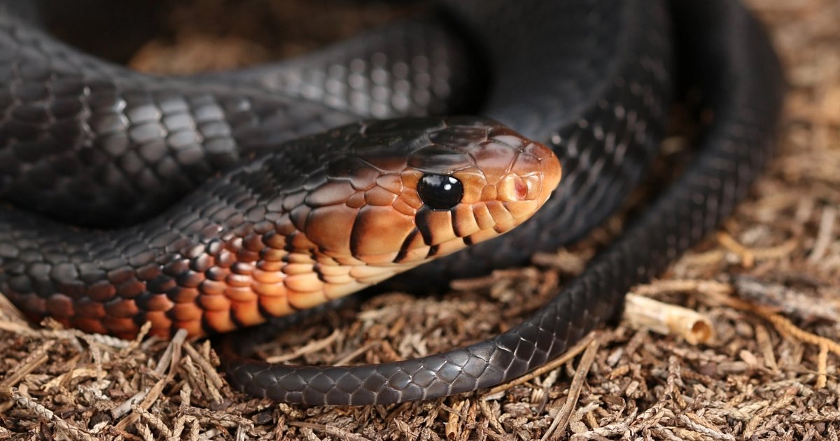 Florida Reptiles - Scientific Names Quiz - By gracieschupp