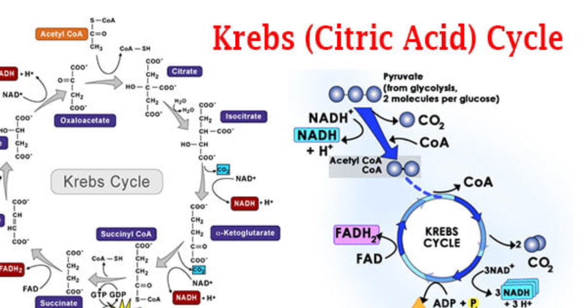Citric Acid Cycle Products Quiz - By cementcore
