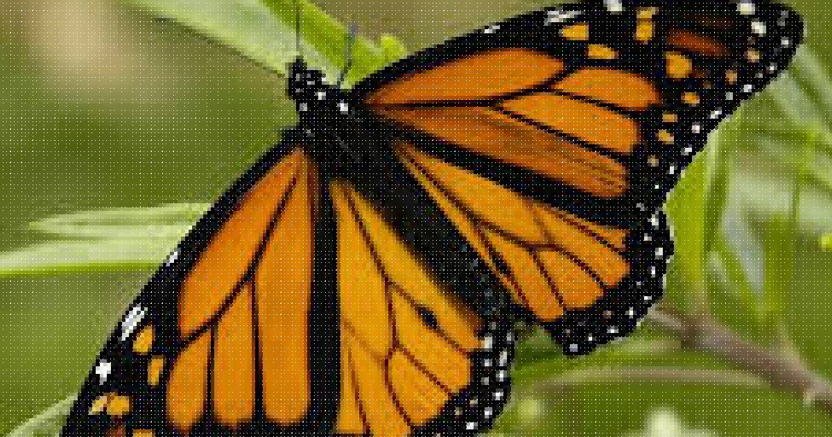 Insects by Polish and Russian names Quiz - By Blebleble1419