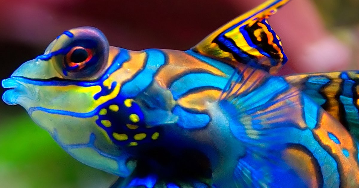 The Fish Quiz - By Sasith_Risindu-7