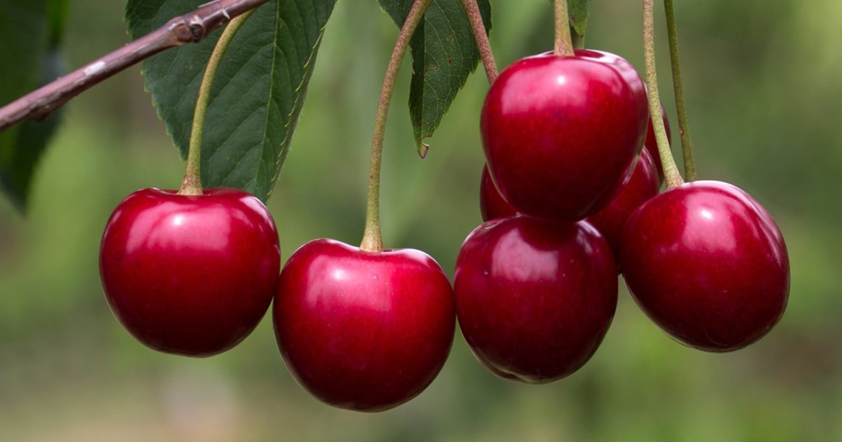 Find the Cherry Animals Quiz - By alvir28