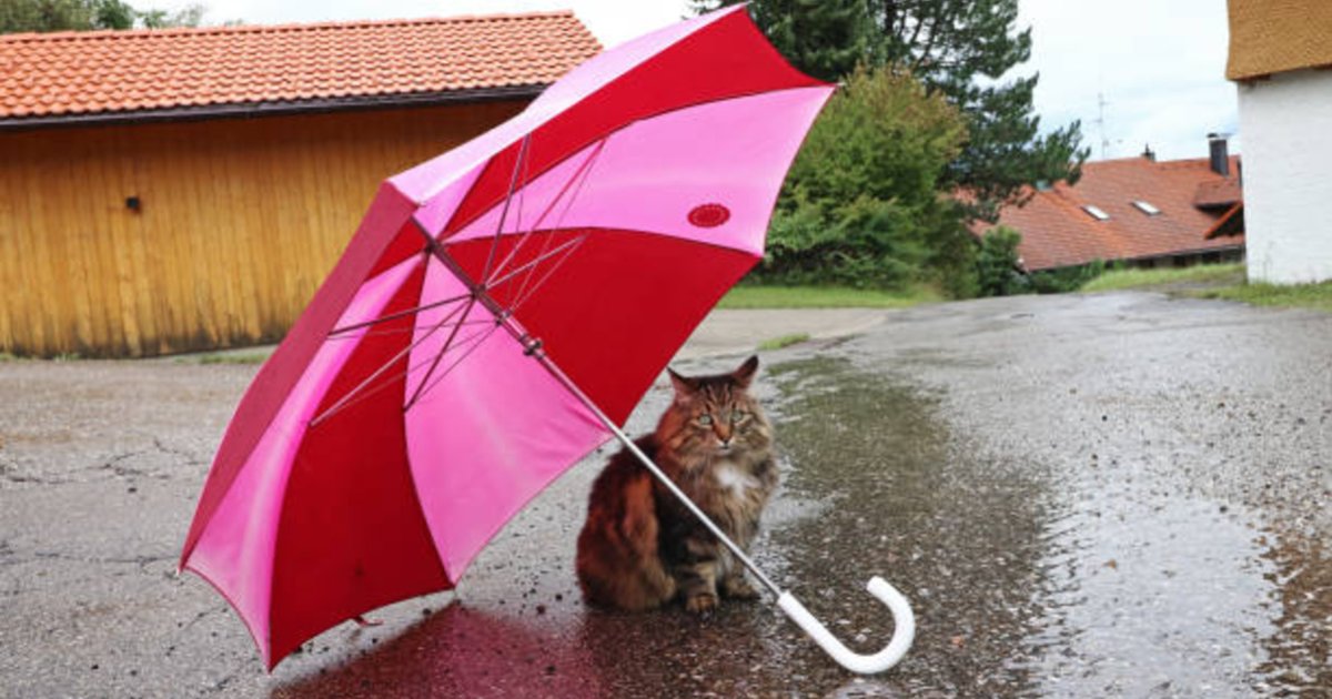 Calendar Cats: April Quiz - By rae_cat