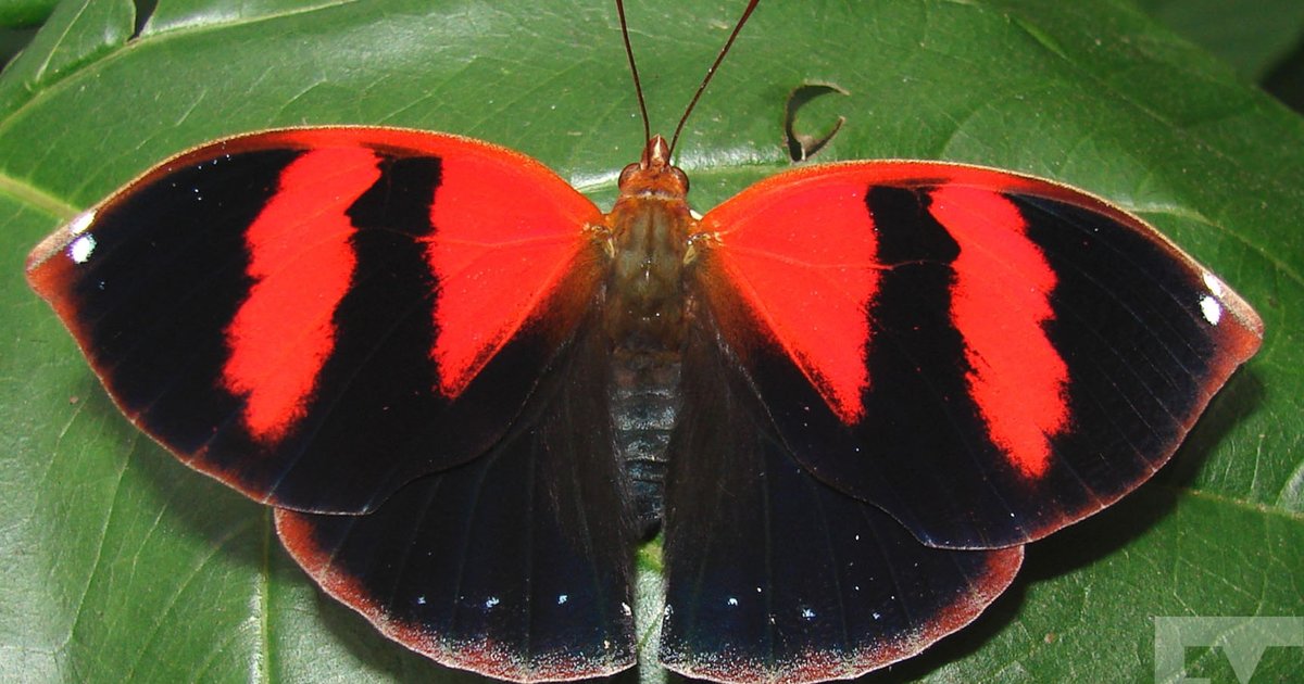 Name the Red Butterflies Quiz - By disney4evr