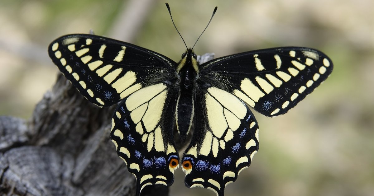 Name the Yellow Butterflies (II) Quiz - By disney4evr