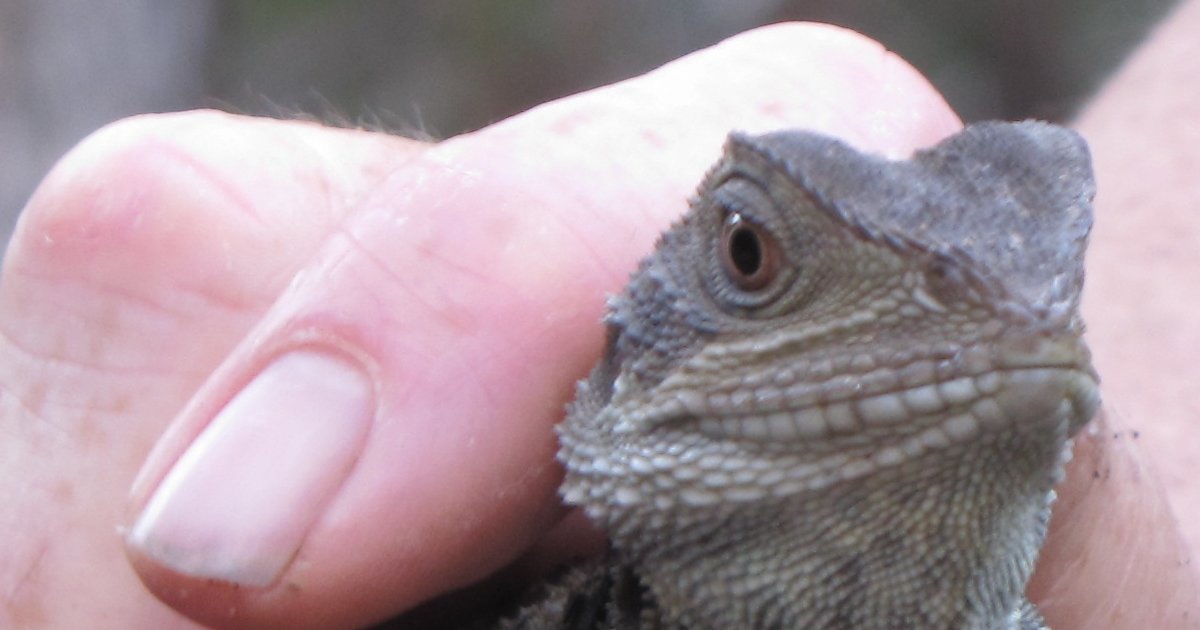 Animals you might see bushwalking/travelling in Aus Quiz - By Narduc