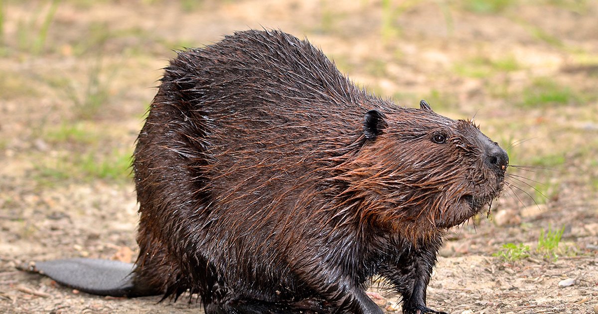 All About Beavers Quiz - By bdawg9891