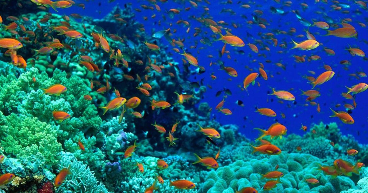 Marine Animals Trivia I Quiz - By Cambloxs99