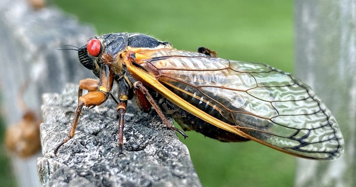 Find the Cicada Animals Quiz - By alvir28