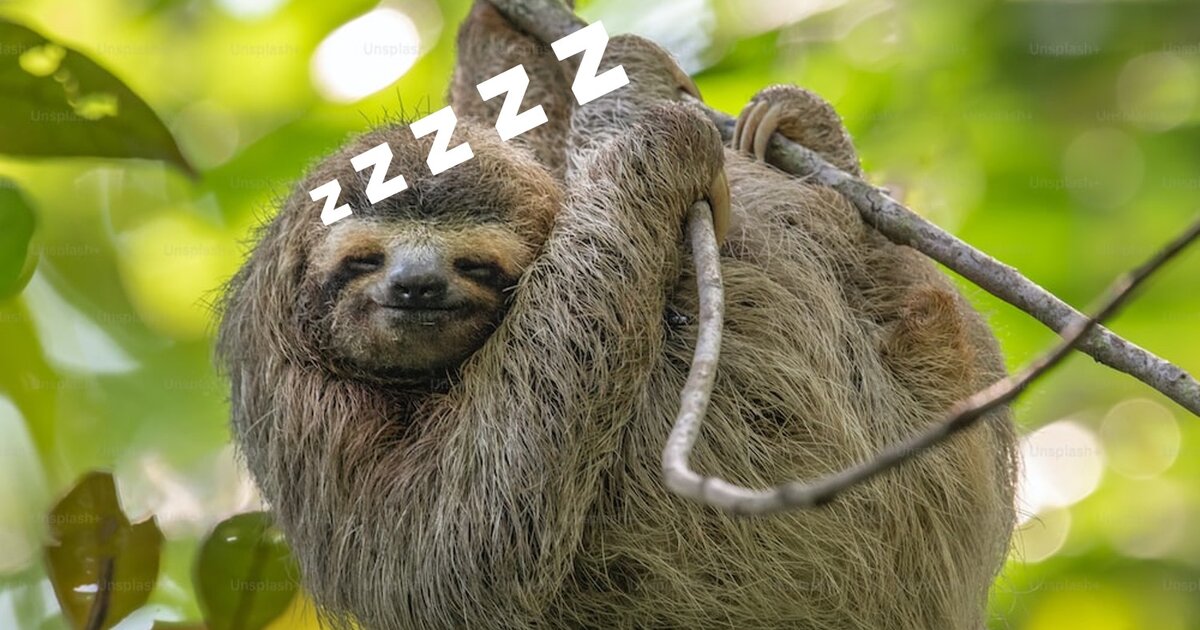 International Sloth Day Historical Events Quiz - By map27