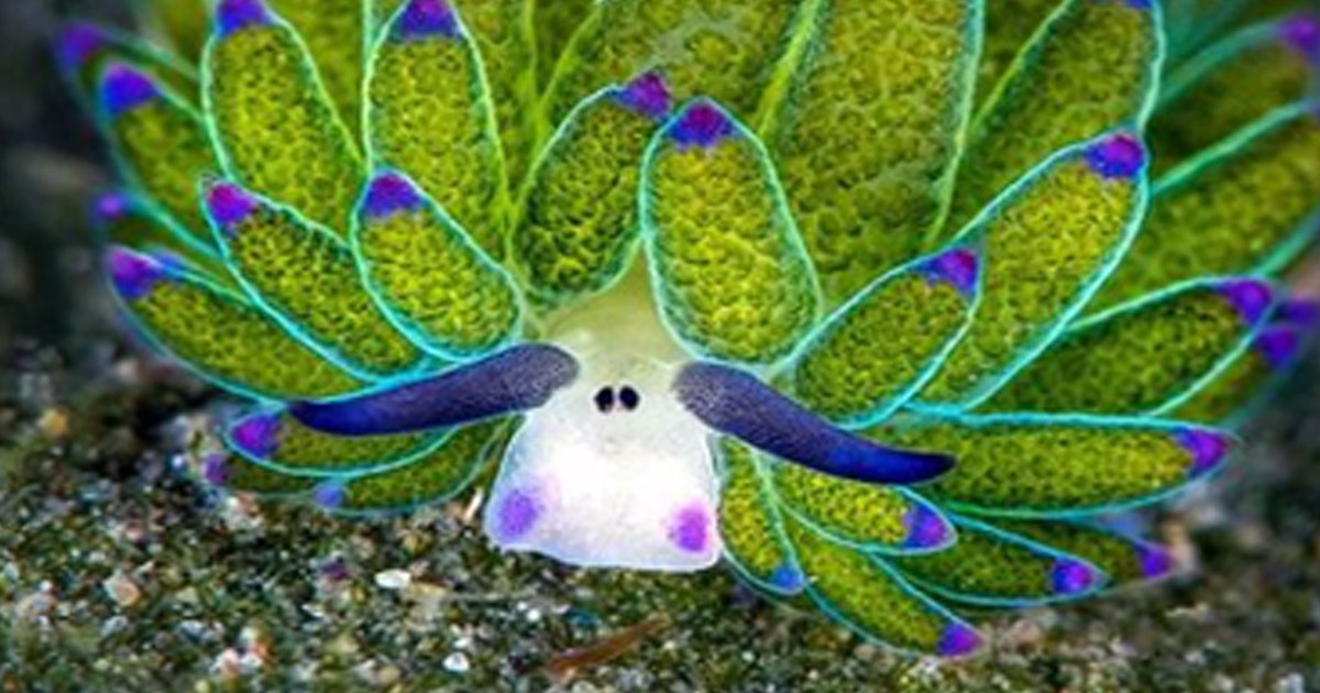 Click a Sea Slug Quiz - By DragMoogle